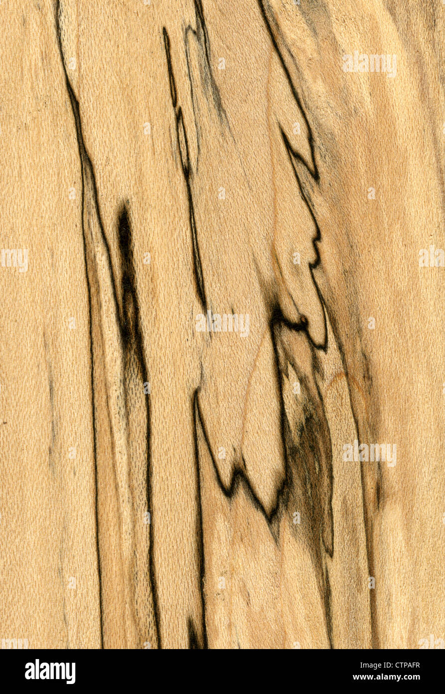 Spalted maple wood Stock Photo - Alamy