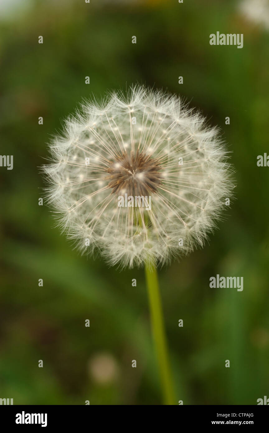 Dandelion seed dispersal hi-res stock photography and images - Alamy