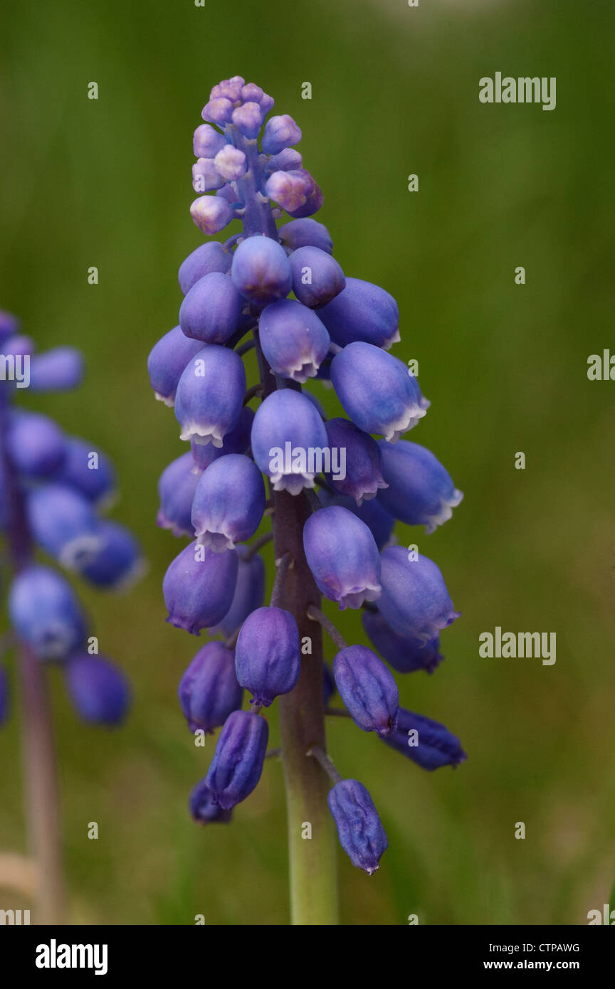 grape hyacinth flowers Stock Photo - Alamy