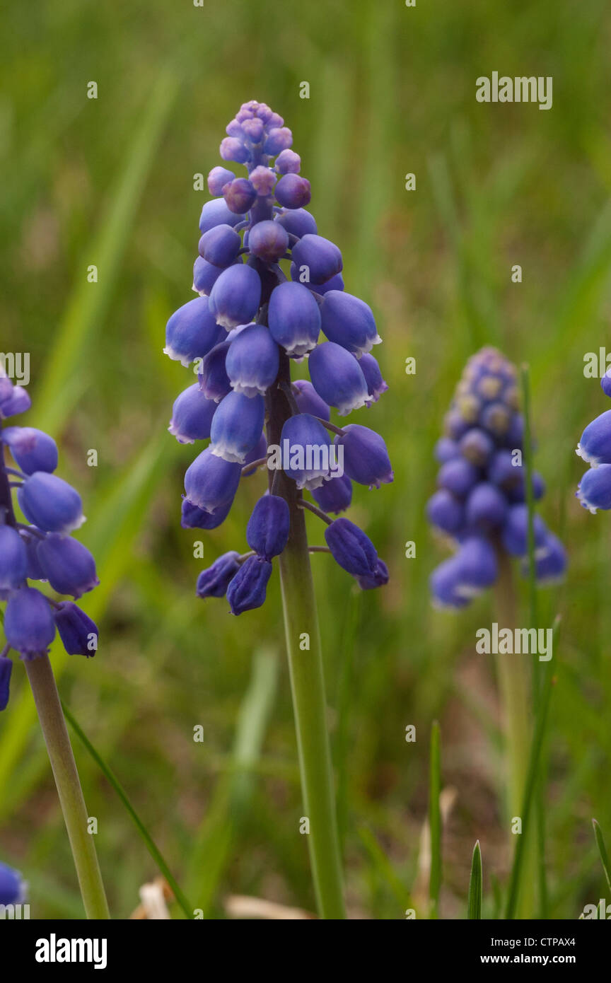 grape hyacinth flowers Stock Photo - Alamy