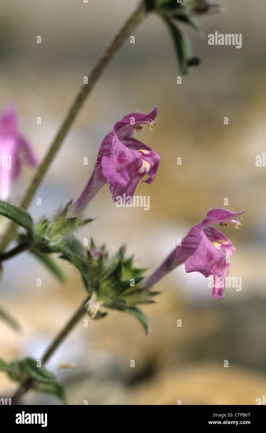 Red hemp nettle hi-res stock photography and images - Alamy