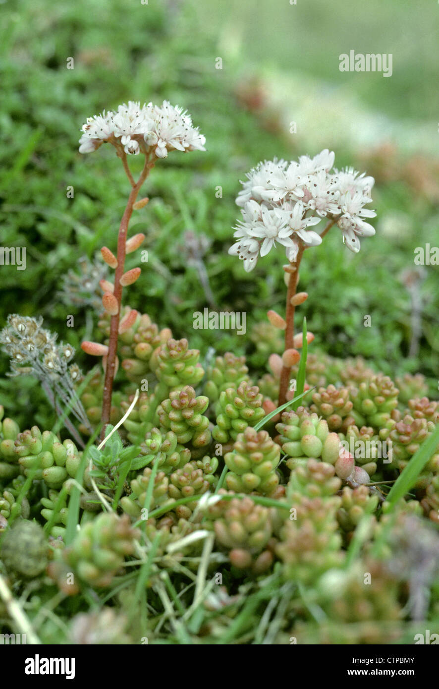 WHITE STONECROP Sedum album (Crassulaceae Stock Photo - Alamy