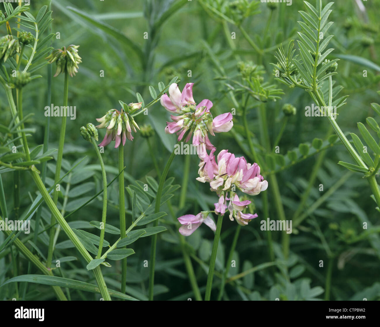 Vetch in flower hi-res stock photography and images - Alamy