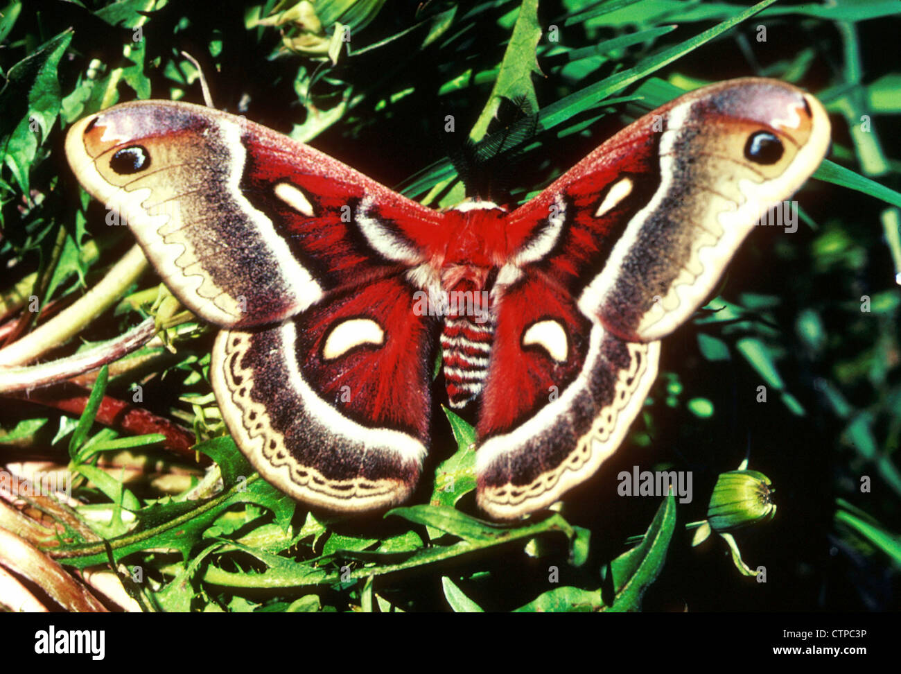 Close up moth insect hi-res stock photography and images - Alamy