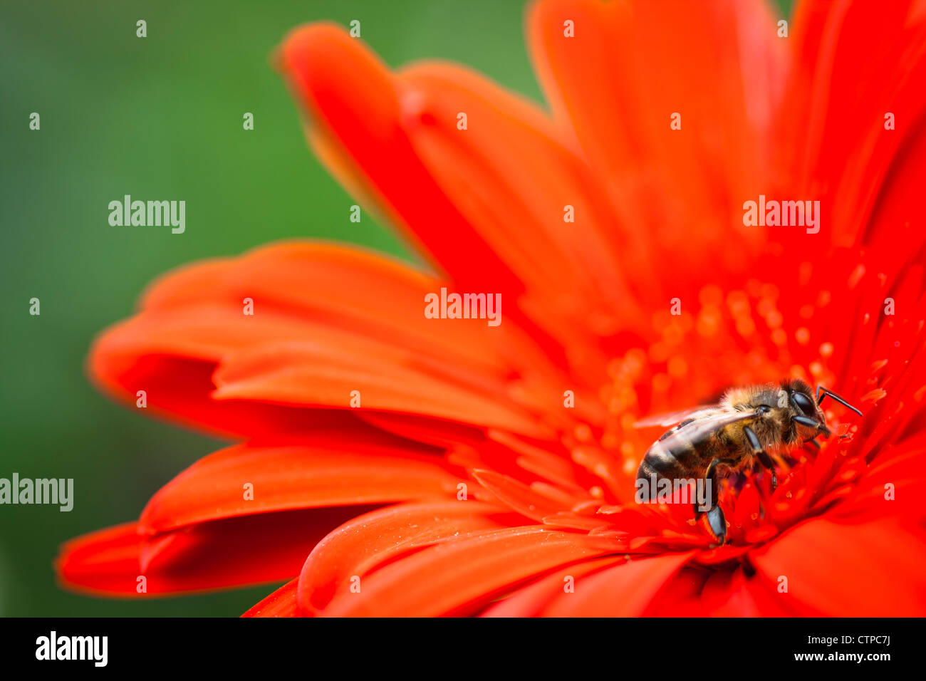 a bee on a flower Stock Photo - Alamy