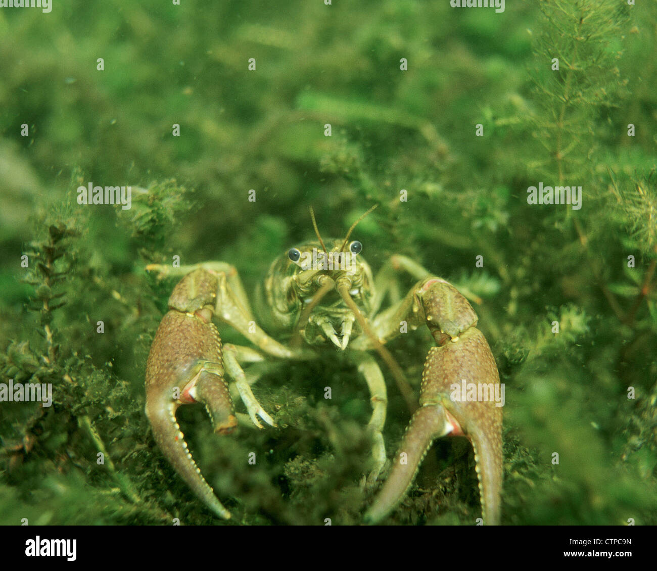 Crayfish fish hi-res stock photography and images - Alamy
