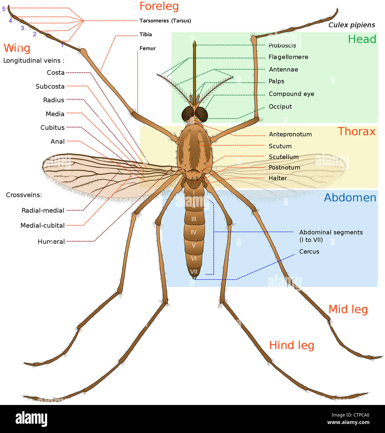 Mosquito Proboscis