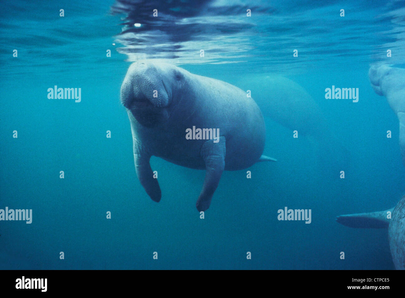 Manatee hi-res stock photography and images - Alamy