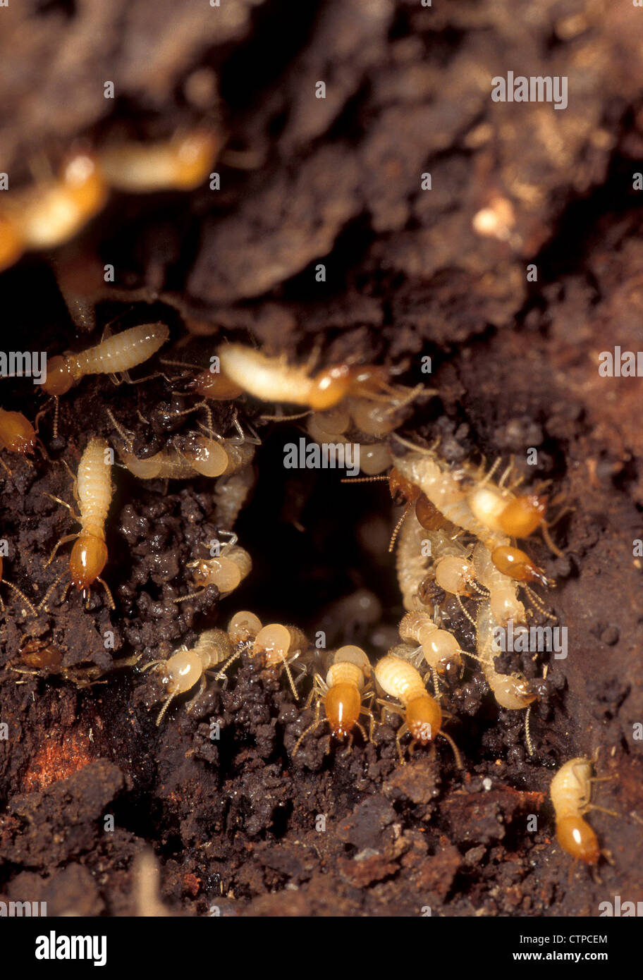 Coptotermes hi-res stock photography and images - Alamy