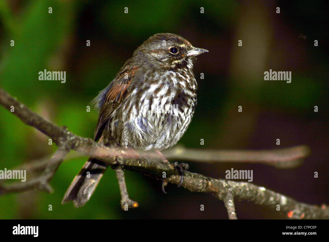 Fox sparrow bird hi-res stock photography and images - Alamy