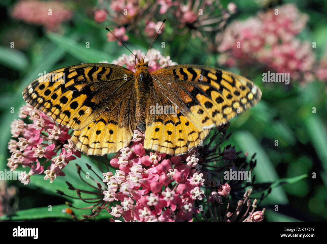Frigga fritillary hi-res stock photography and images - Alamy