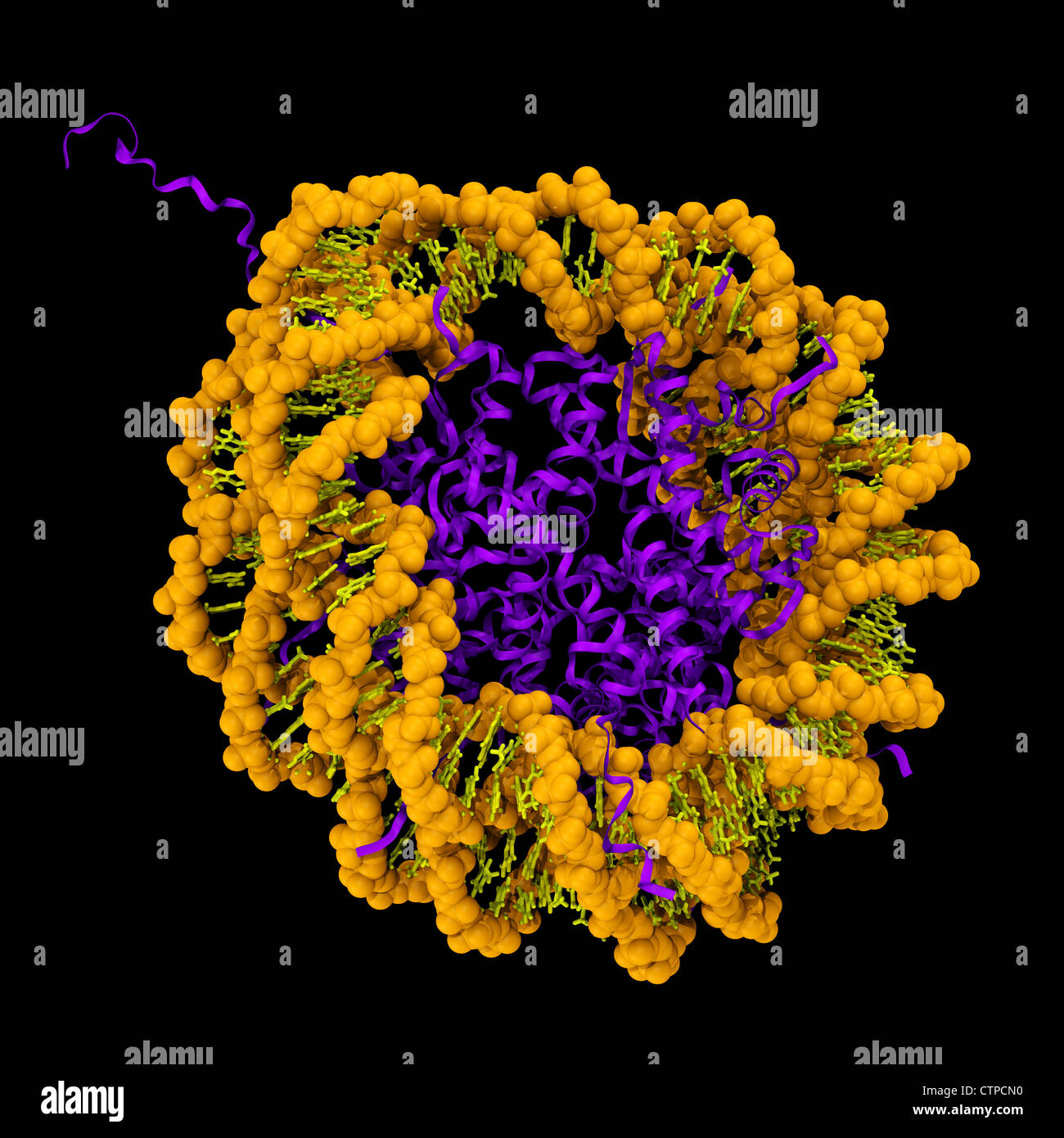 Three-dimensional computer generated model of a nucleosome Stock Photo ...