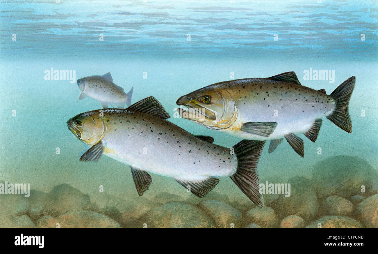 Pacific salmon, Oncorhynchus fish illustration Stock Photo - Alamy