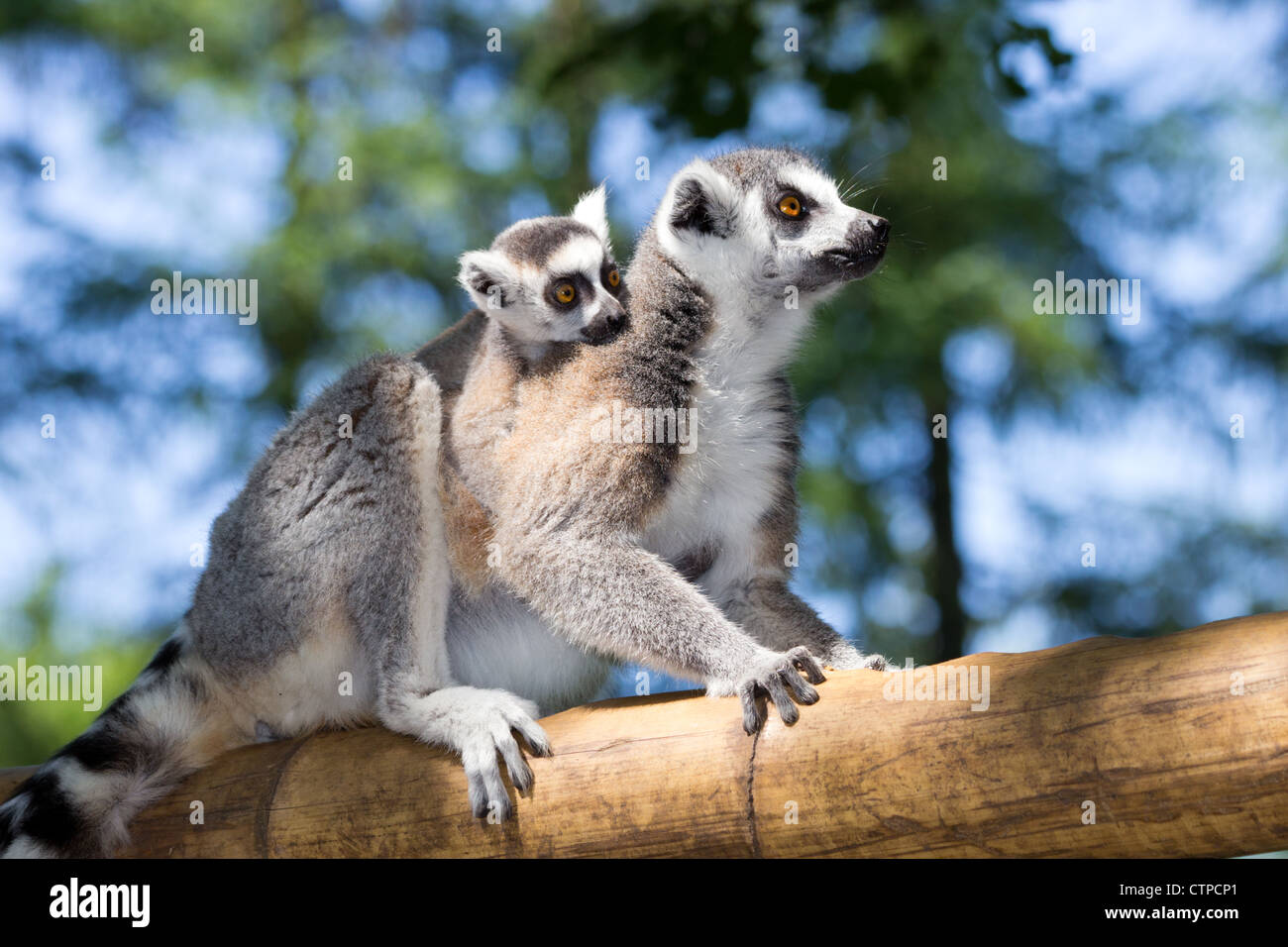 ring-tailed lemur with young on back Stock Photo - Alamy