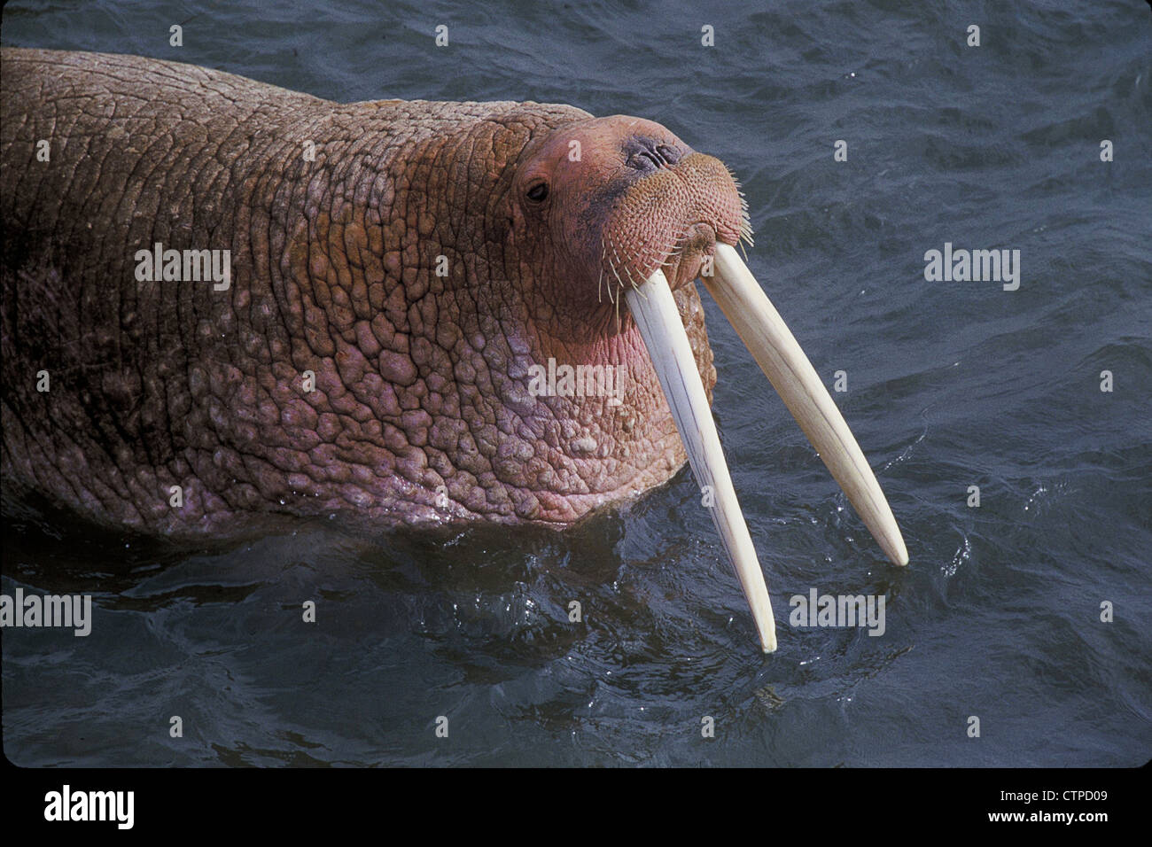 Usa alaska togiak national wildlife hi-res stock photography and images ...