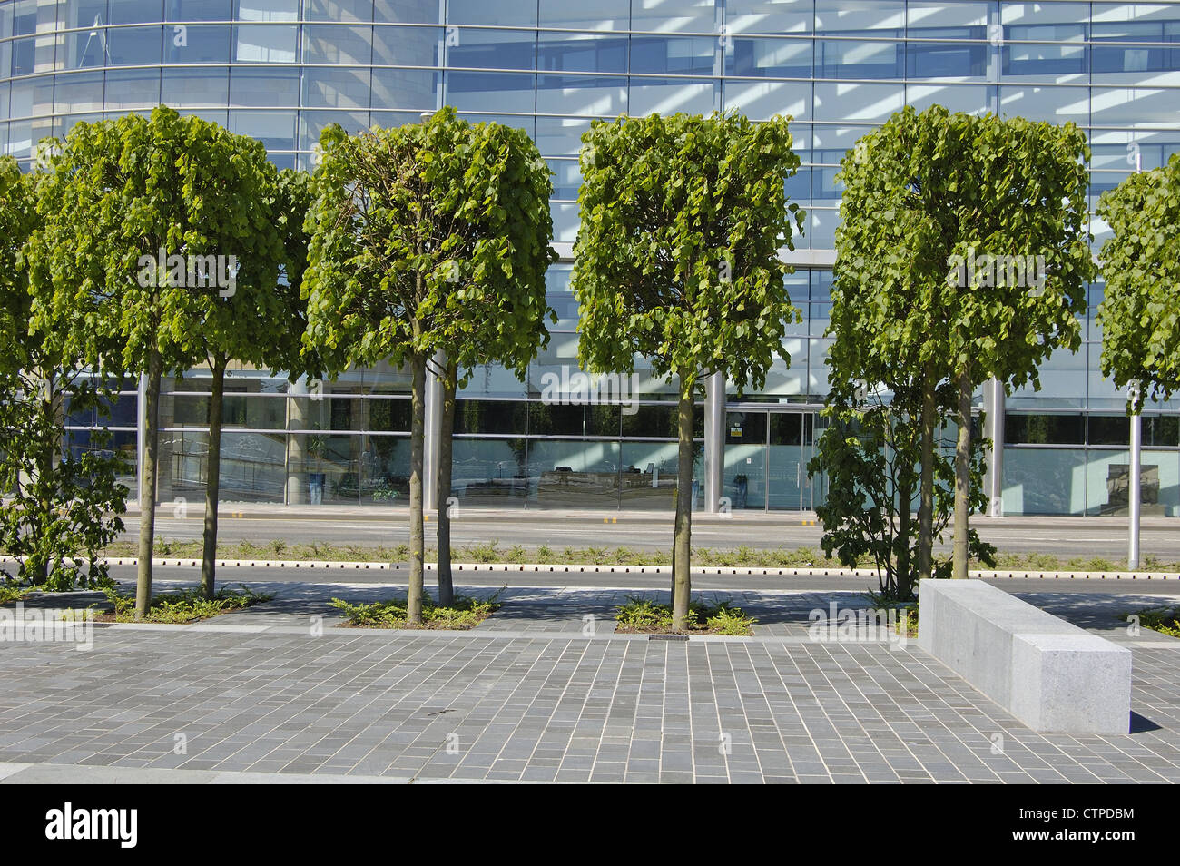 Shaped trees and street in front of modern office building Stock Photo ...