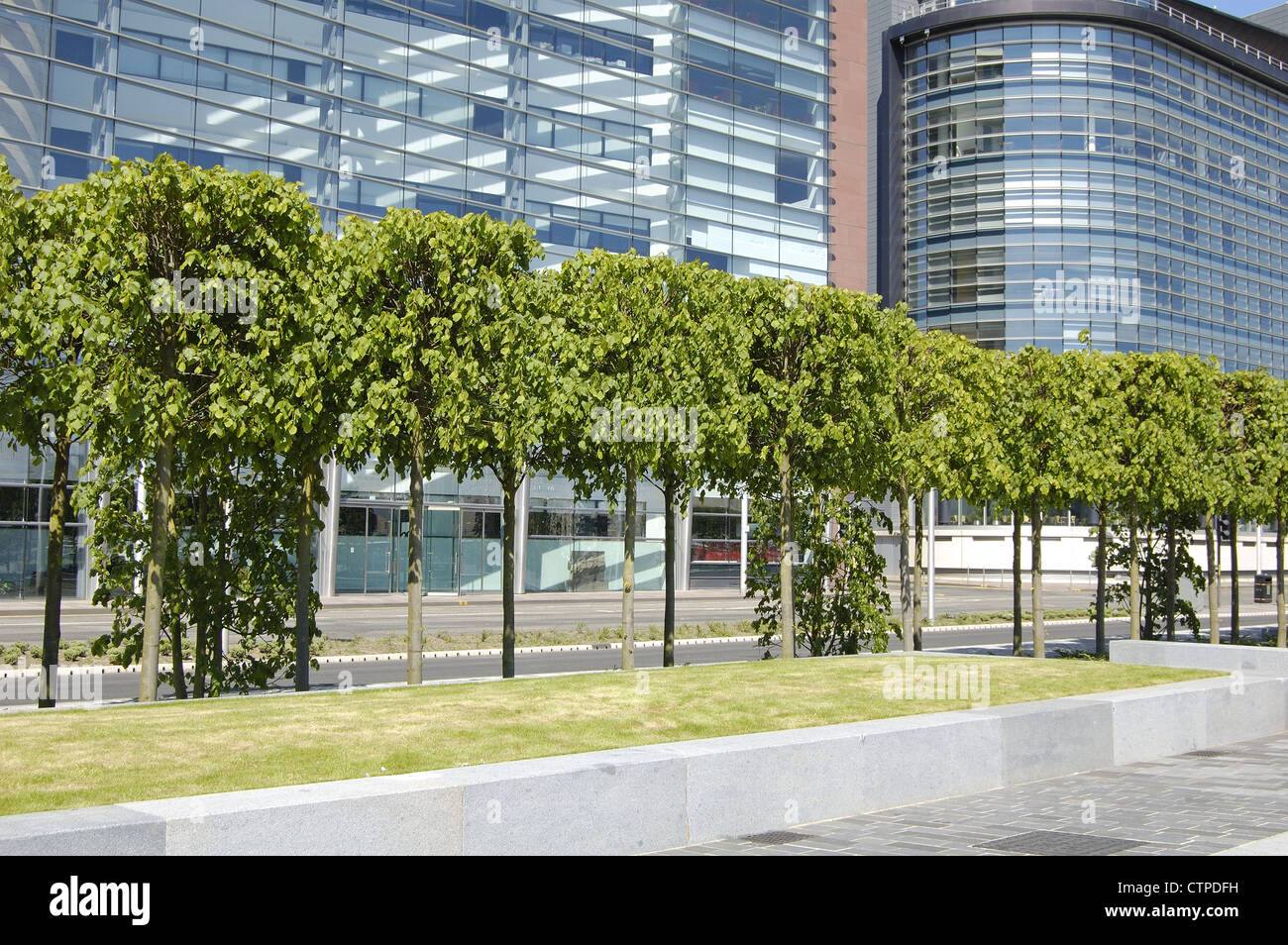 Shaped trees and street in front of modern office buildings Stock Photo ...