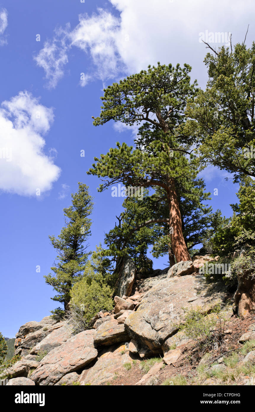 Lodgepole pine (Pinus contorta), Rocky Mountain National Park, Colorado ...