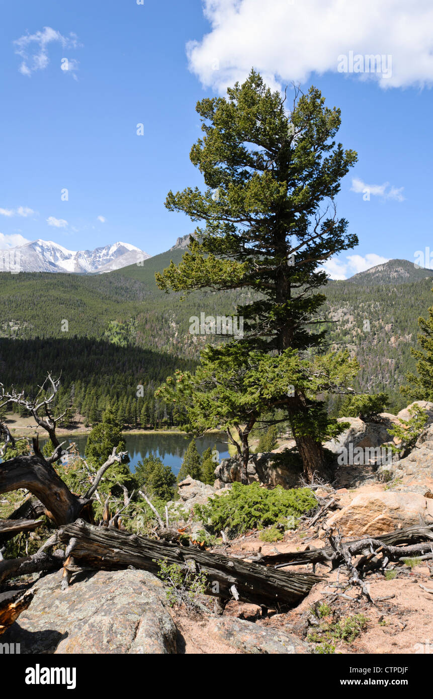 Lodgepole pine (Pinus contorta), Rocky Mountain National Park, Colorado ...