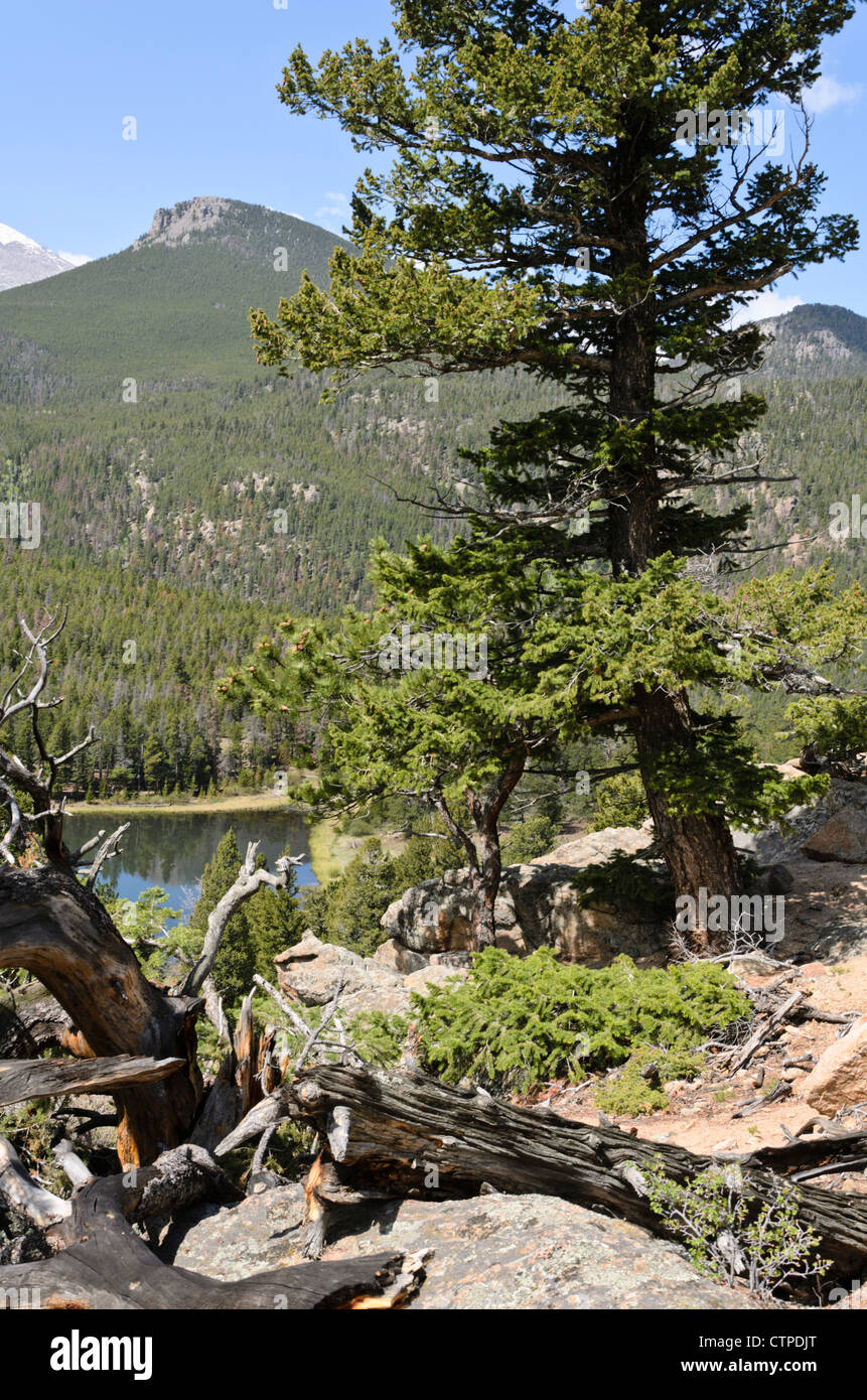 Lodgepole pine (Pinus contorta), Rocky Mountain National Park, Colorado ...