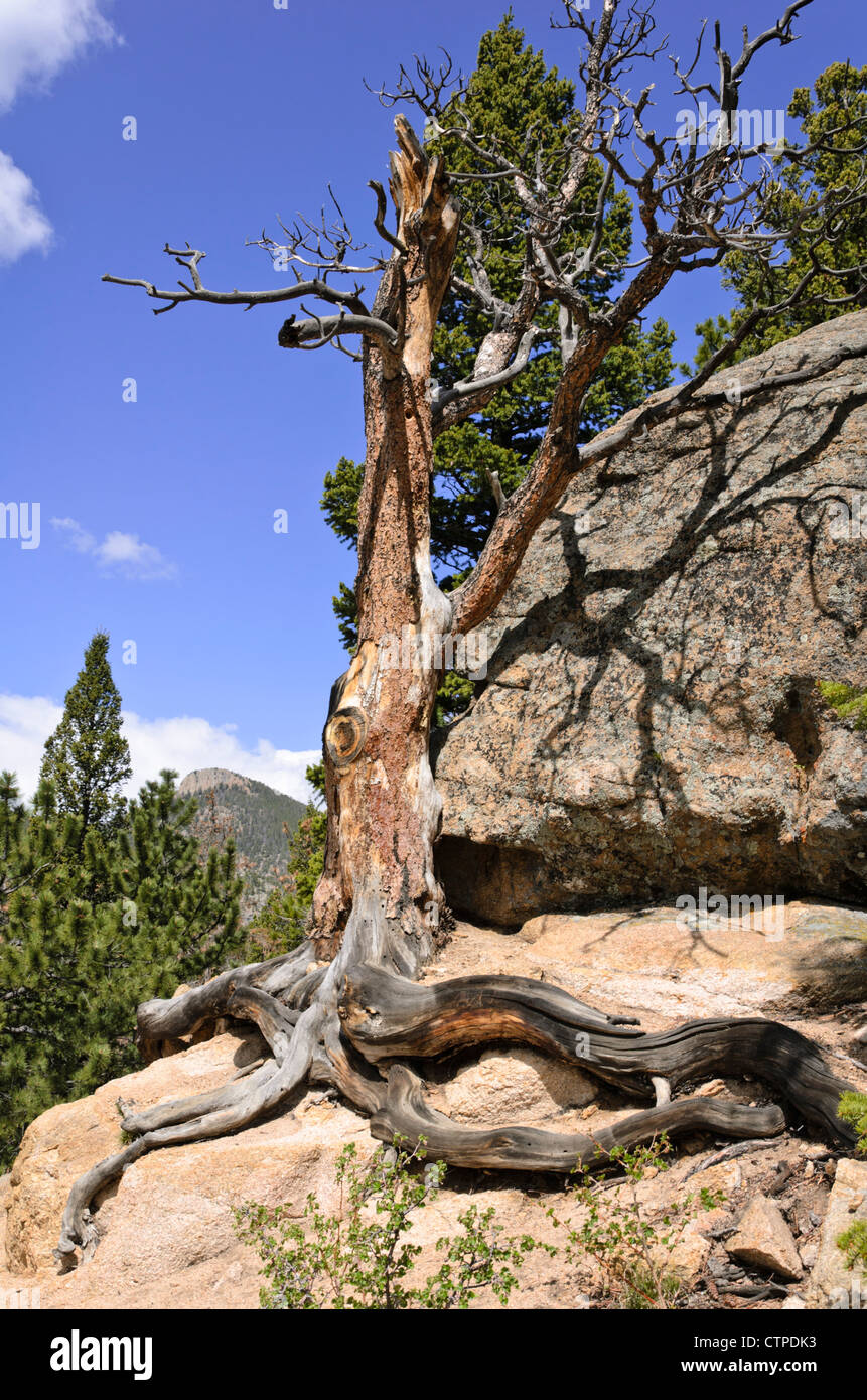 Lodgepole pines pinus contorta hi-res stock photography and images - Alamy