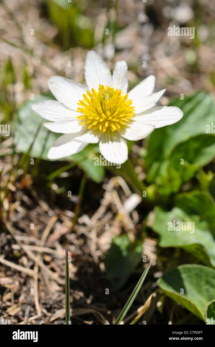 American swamp root (Anemopsis californica Stock Photo - Alamy