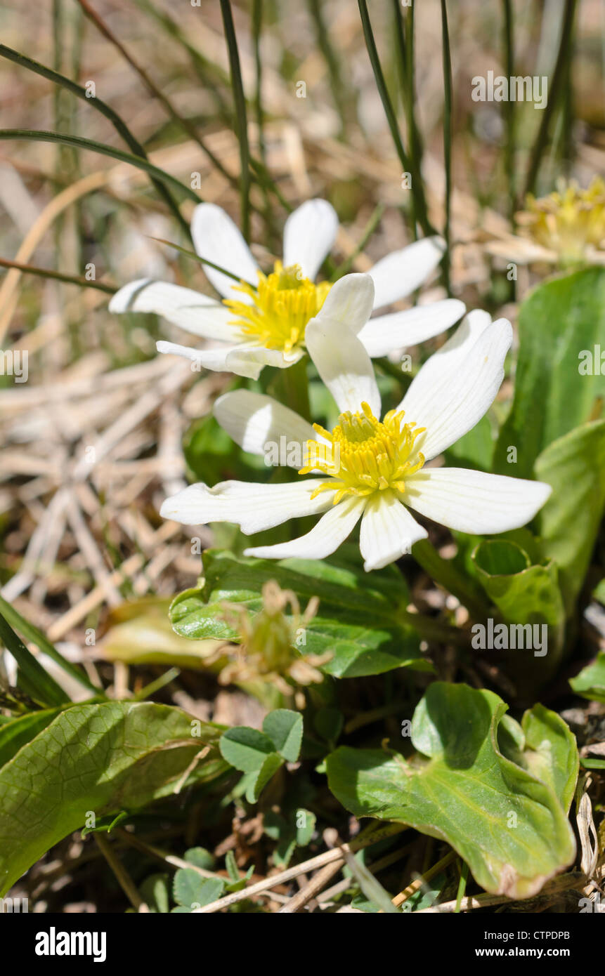 American swamp root (Anemopsis californica Stock Photo - Alamy