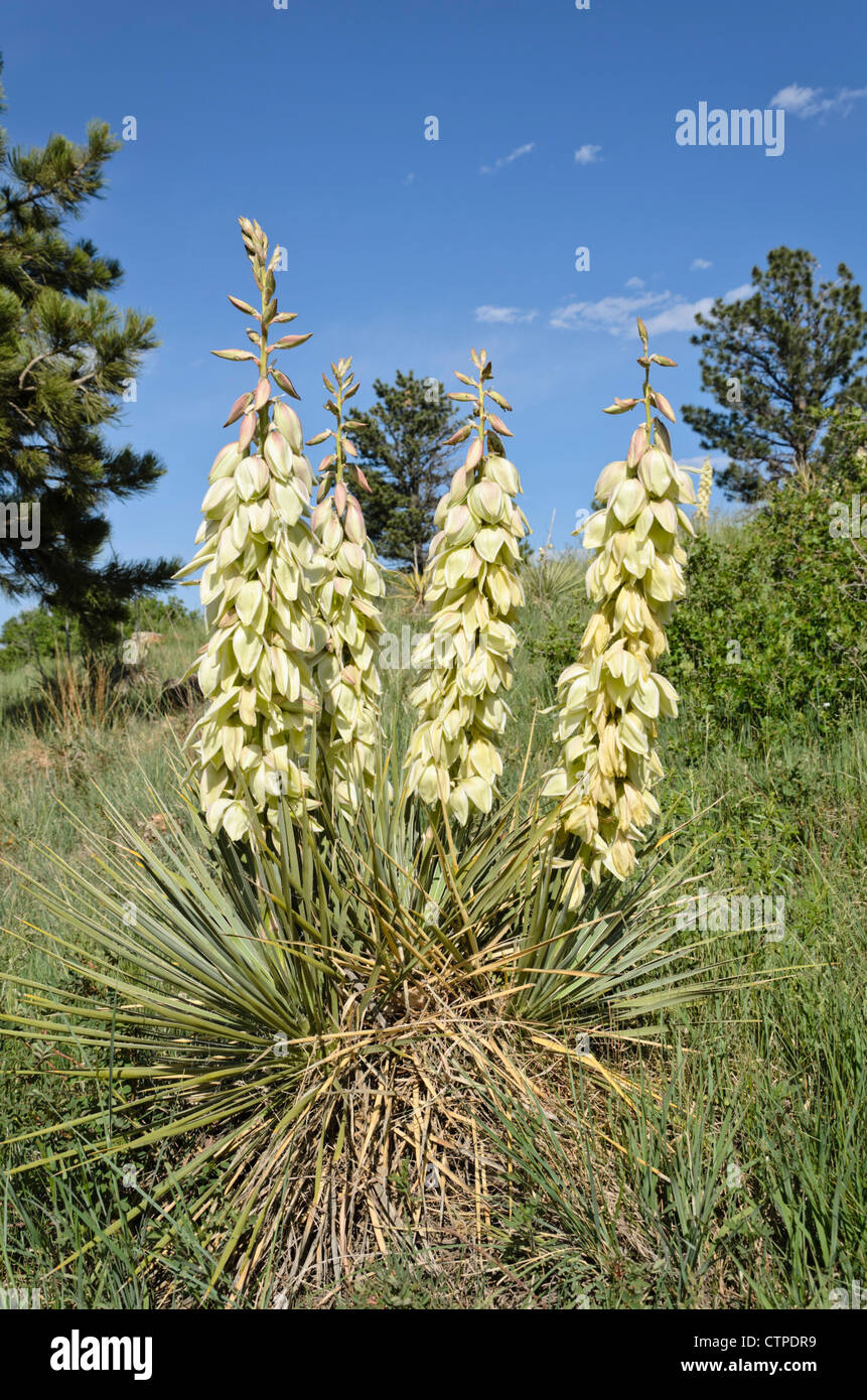 Flora of the great plains hi-res stock photography and images - Alamy