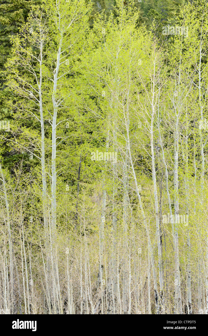 Quaking aspen trembling populus hi-res stock photography and images - Alamy