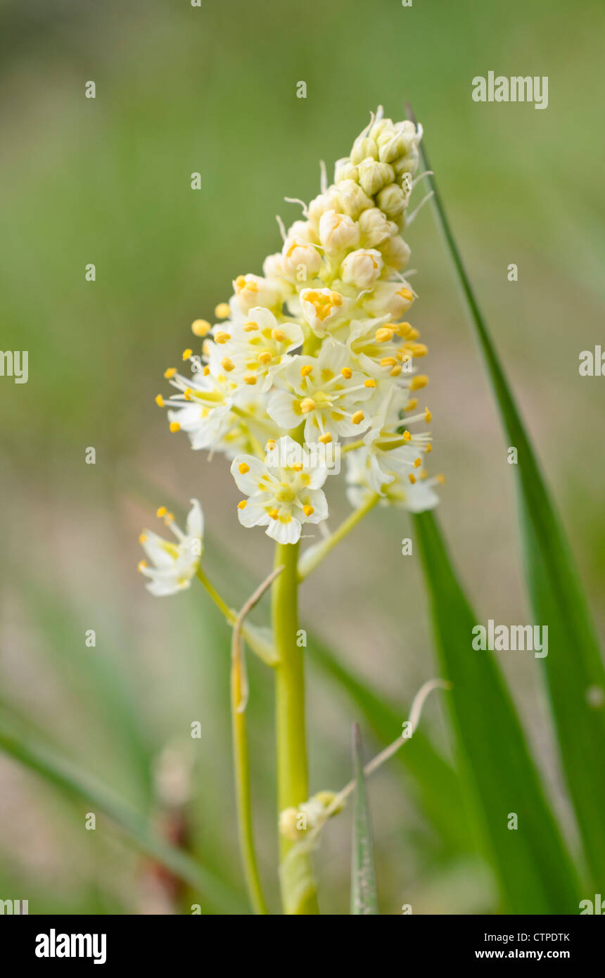 Death camas hi-res stock photography and images - Alamy