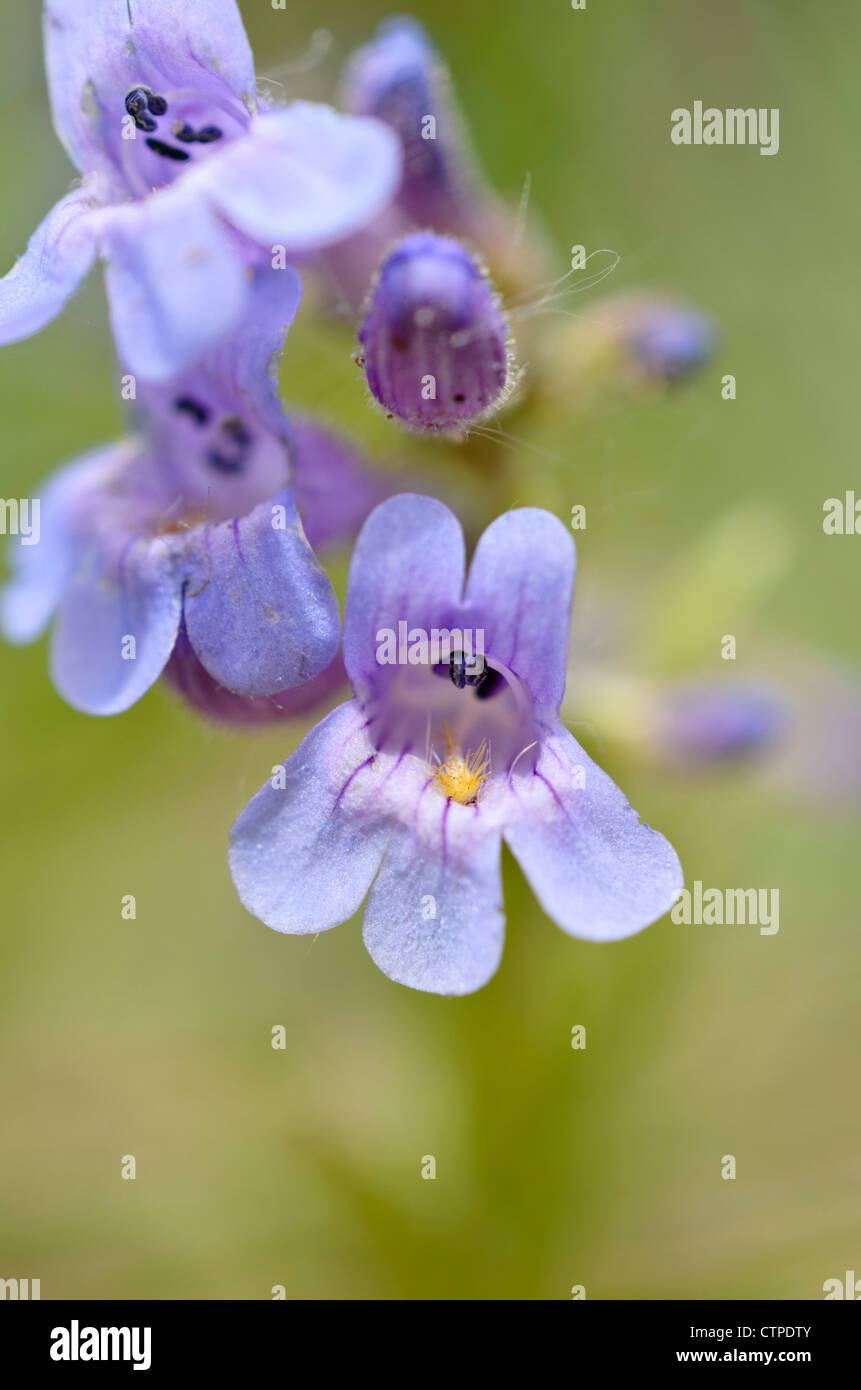Penstemon flowering hi-res stock photography and images - Alamy