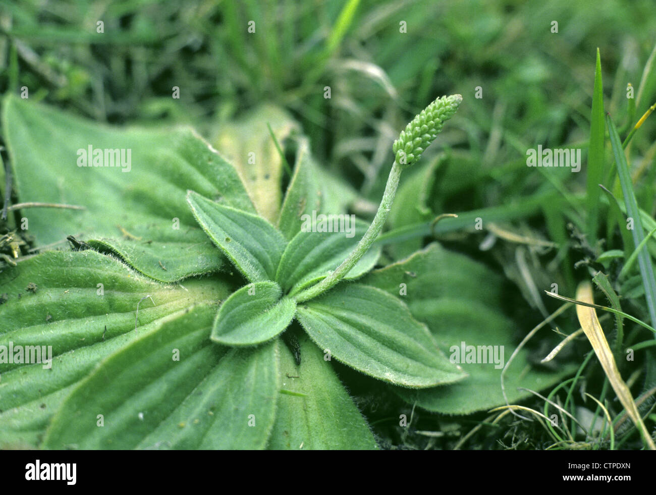 Grass trample hi-res stock photography and images - Alamy