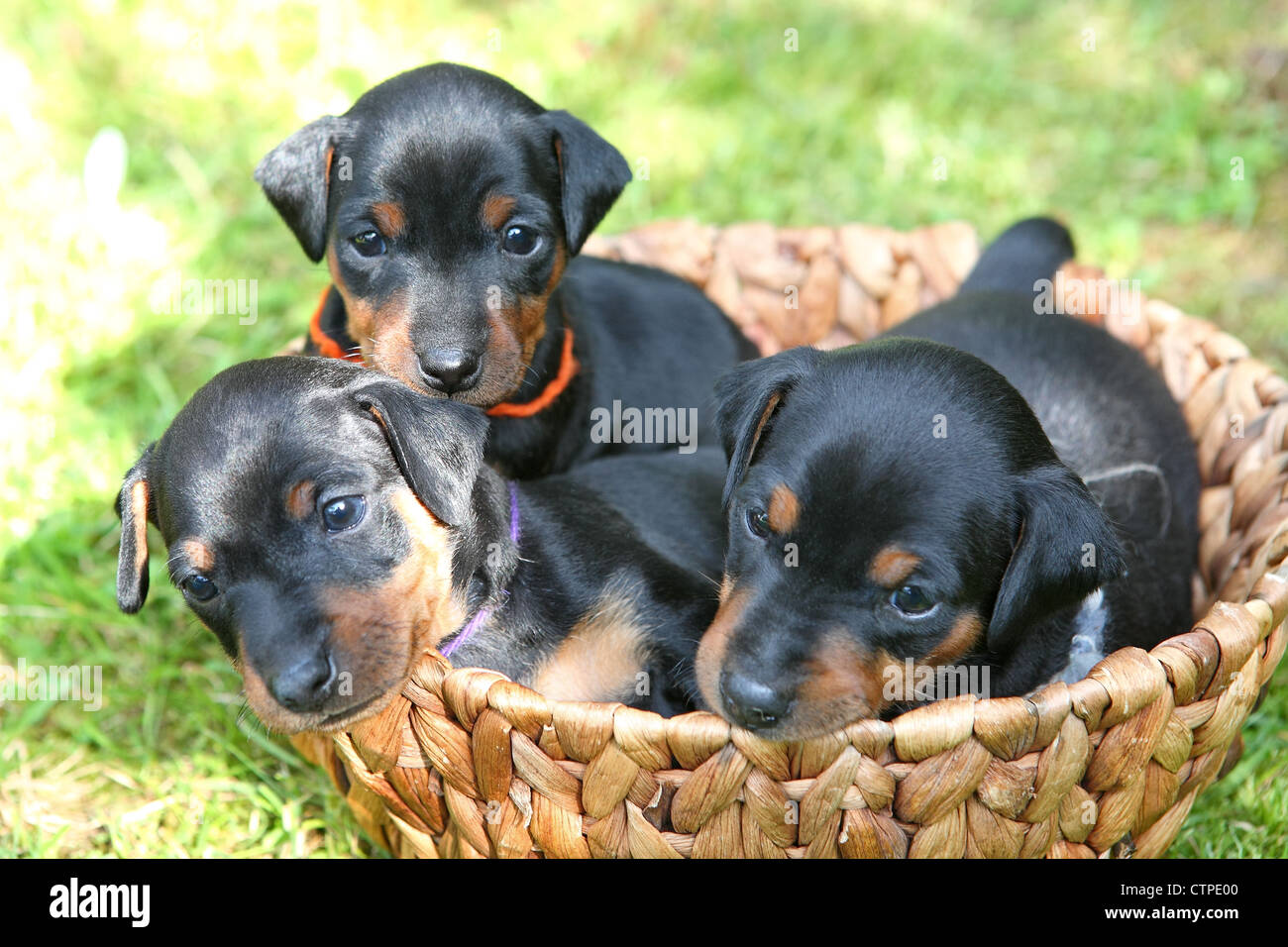 The Miniature Pinscher puppies, 1 months old Stock Photo - Alamy
