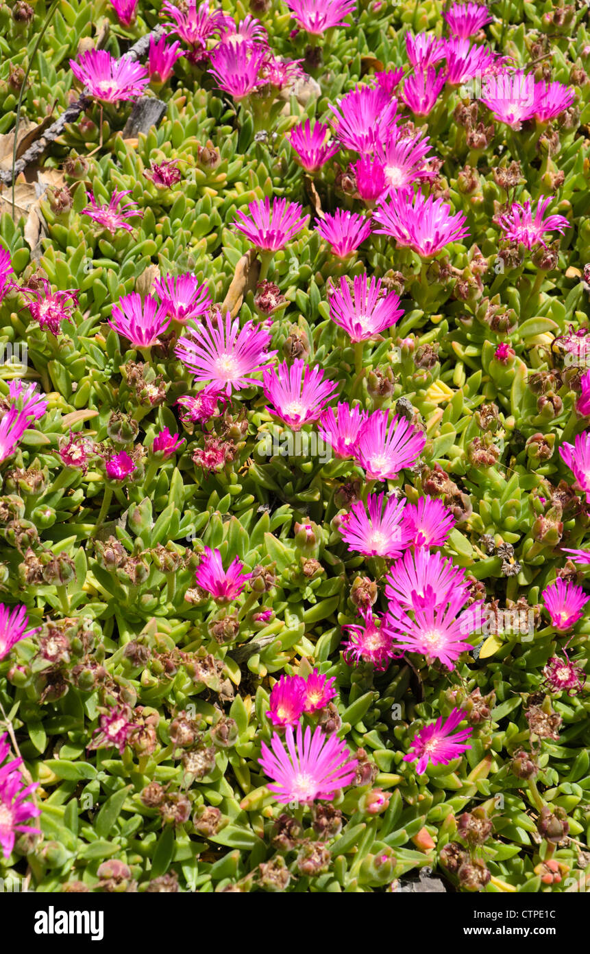 Purple delosperma flower succulent hi-res stock photography and images ...