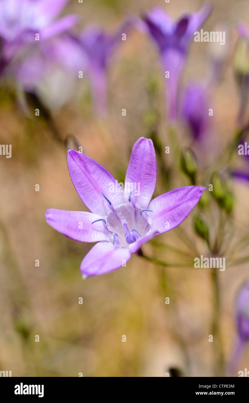 Triplet lily (Triteleia bridgesii syn. Brodiaea bridgesii Stock Photo ...