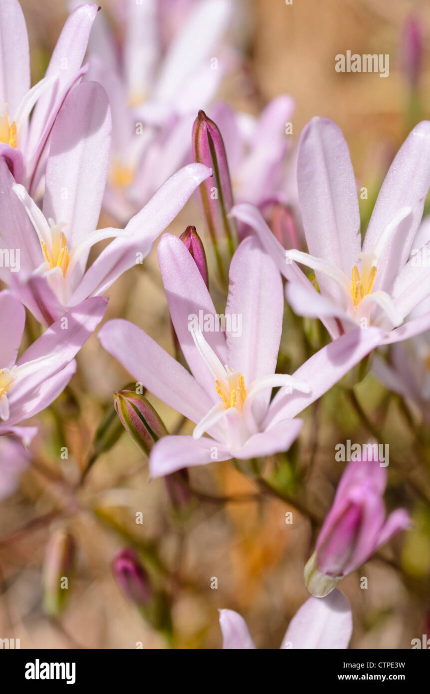 Brodiaea californica hi-res stock photography and images - Alamy