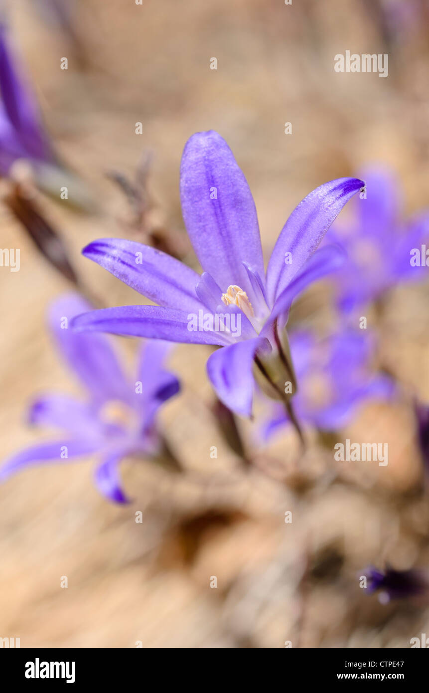Dwarf brodiaea (Brodiaea terrestris subsp. terrestris Stock Photo - Alamy