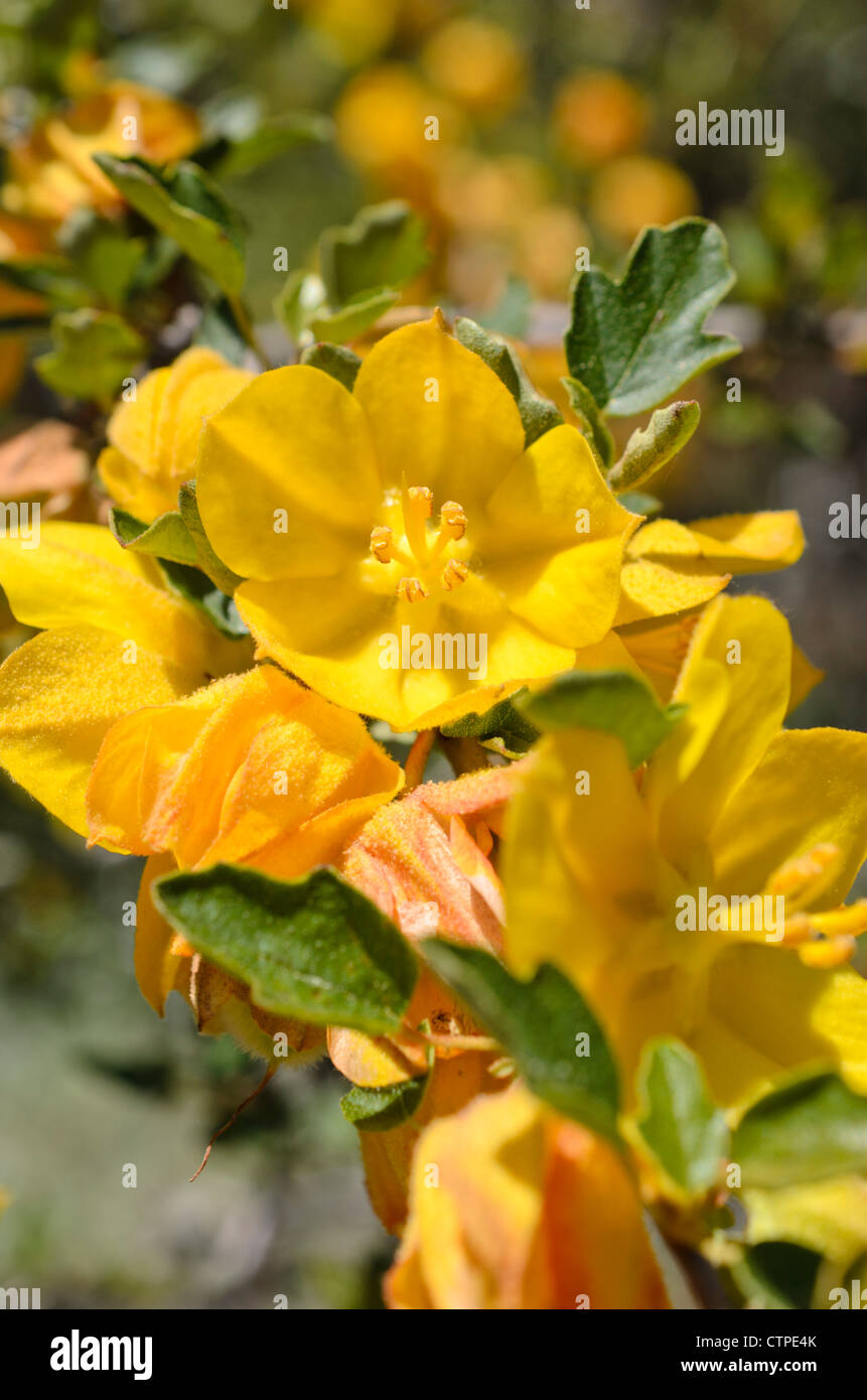 Fremontodendron hi-res stock photography and images - Alamy