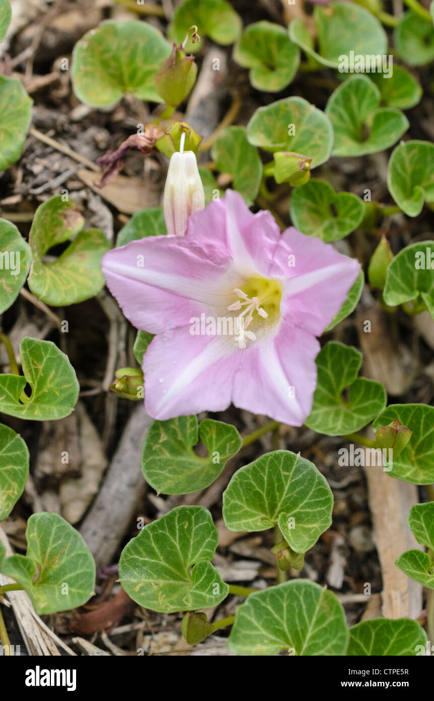 Seashore plants hi-res stock photography and images - Alamy