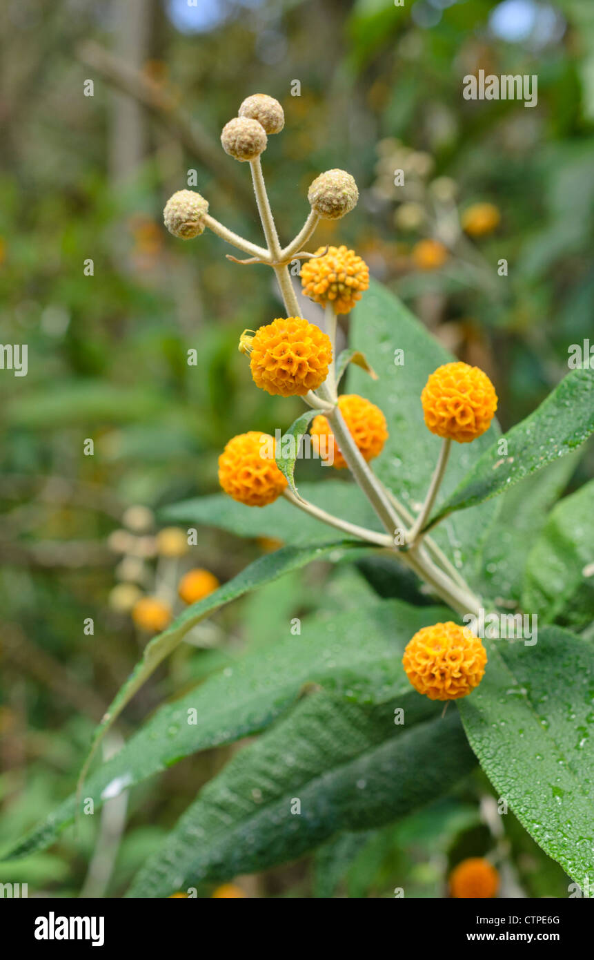 Orange ball buddleja (Buddleja globosa Stock Photo - Alamy