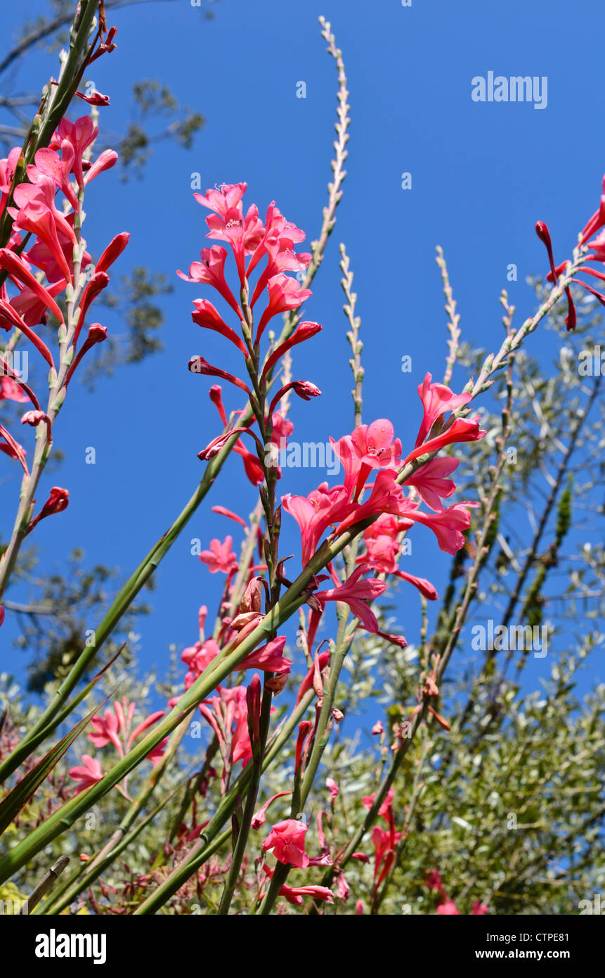 Watsonia flower hi-res stock photography and images - Alamy
