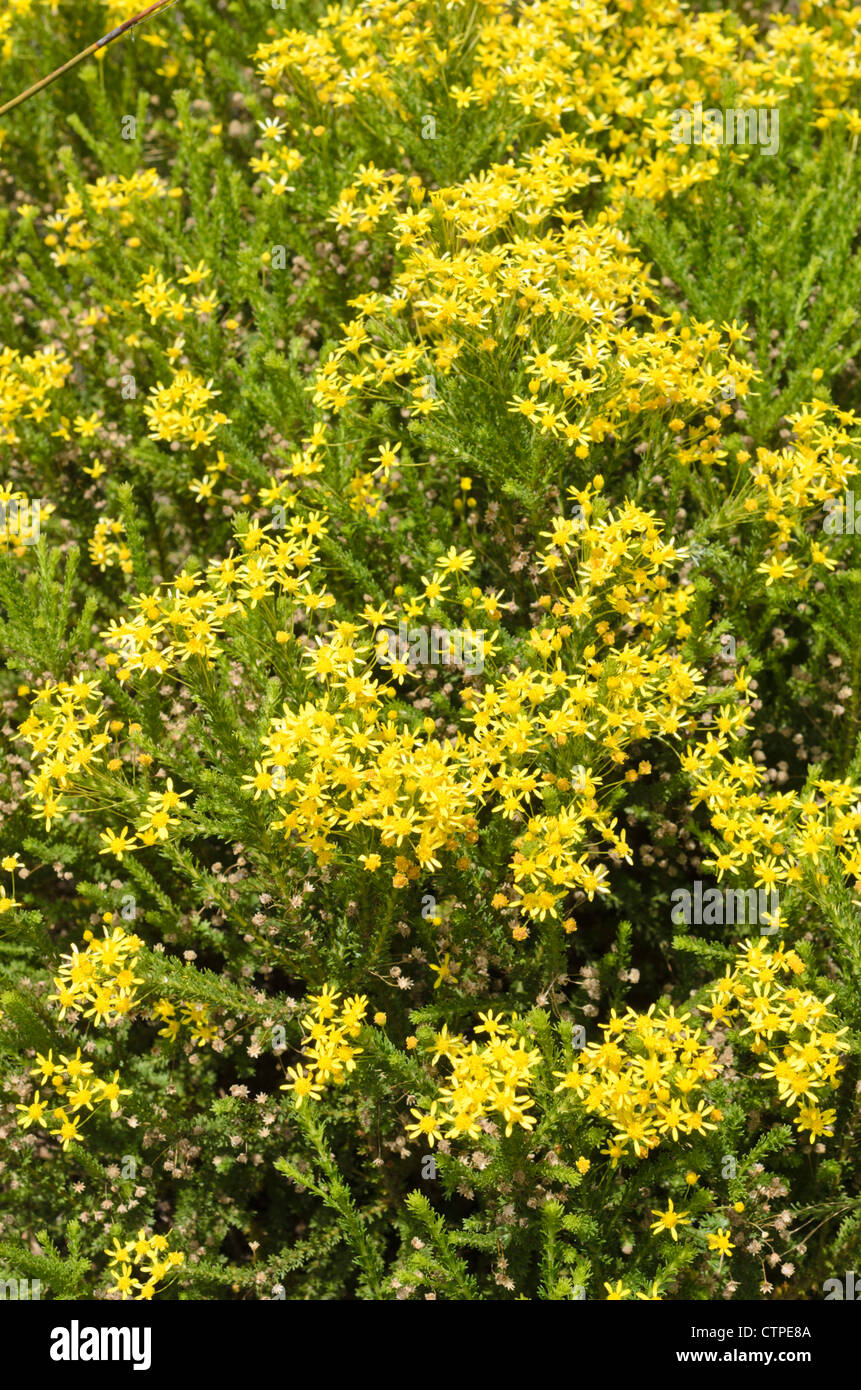 Euryops hi-res stock photography and images - Alamy