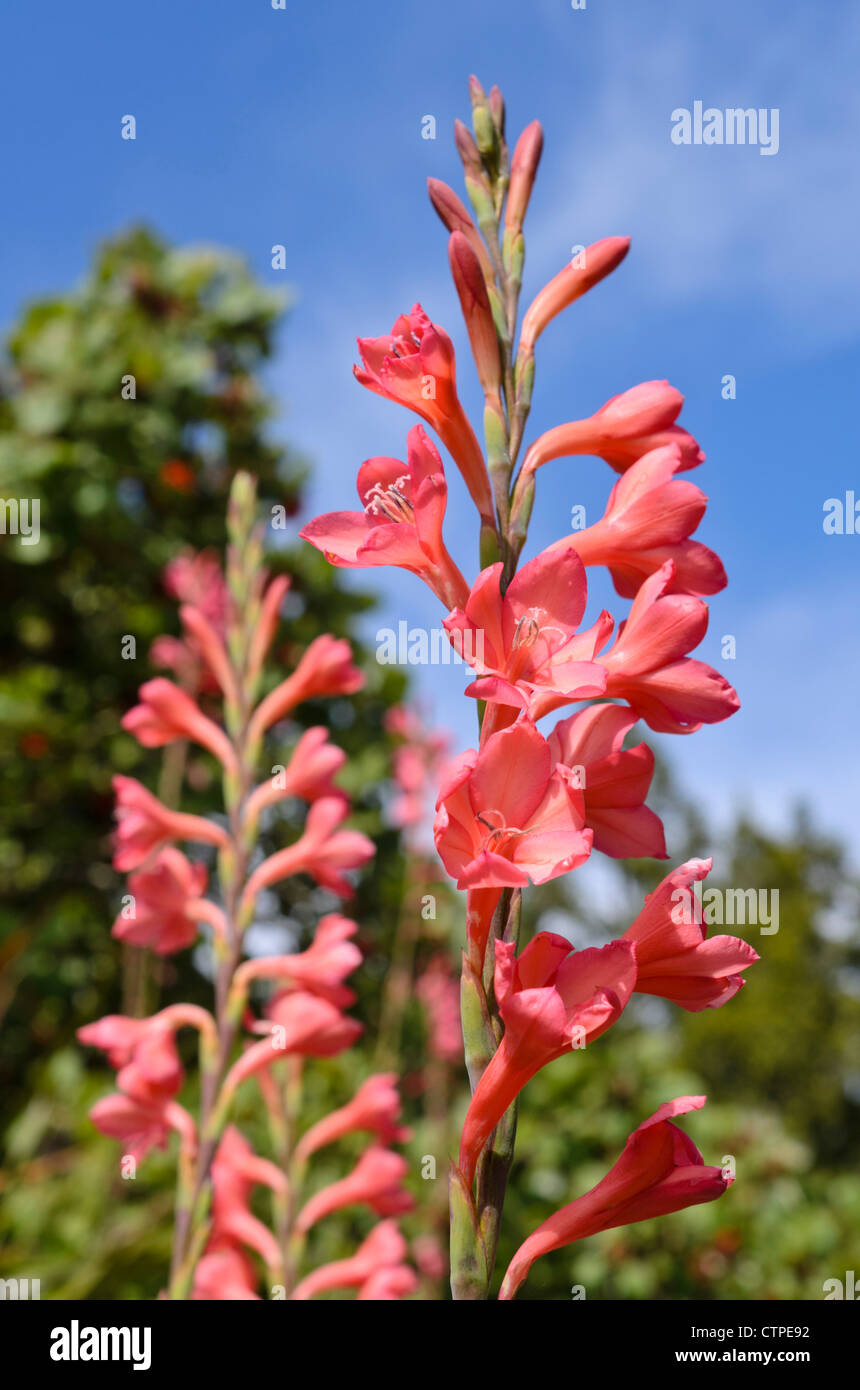 Watsonia flower hi-res stock photography and images - Alamy