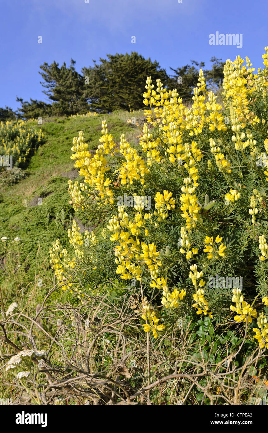 Yellow tree lupin (Lupinus arboreus Stock Photo - Alamy