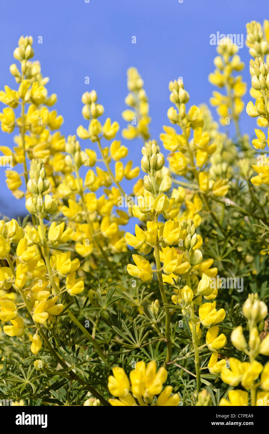 Yellow tree lupin (Lupinus arboreus Stock Photo - Alamy