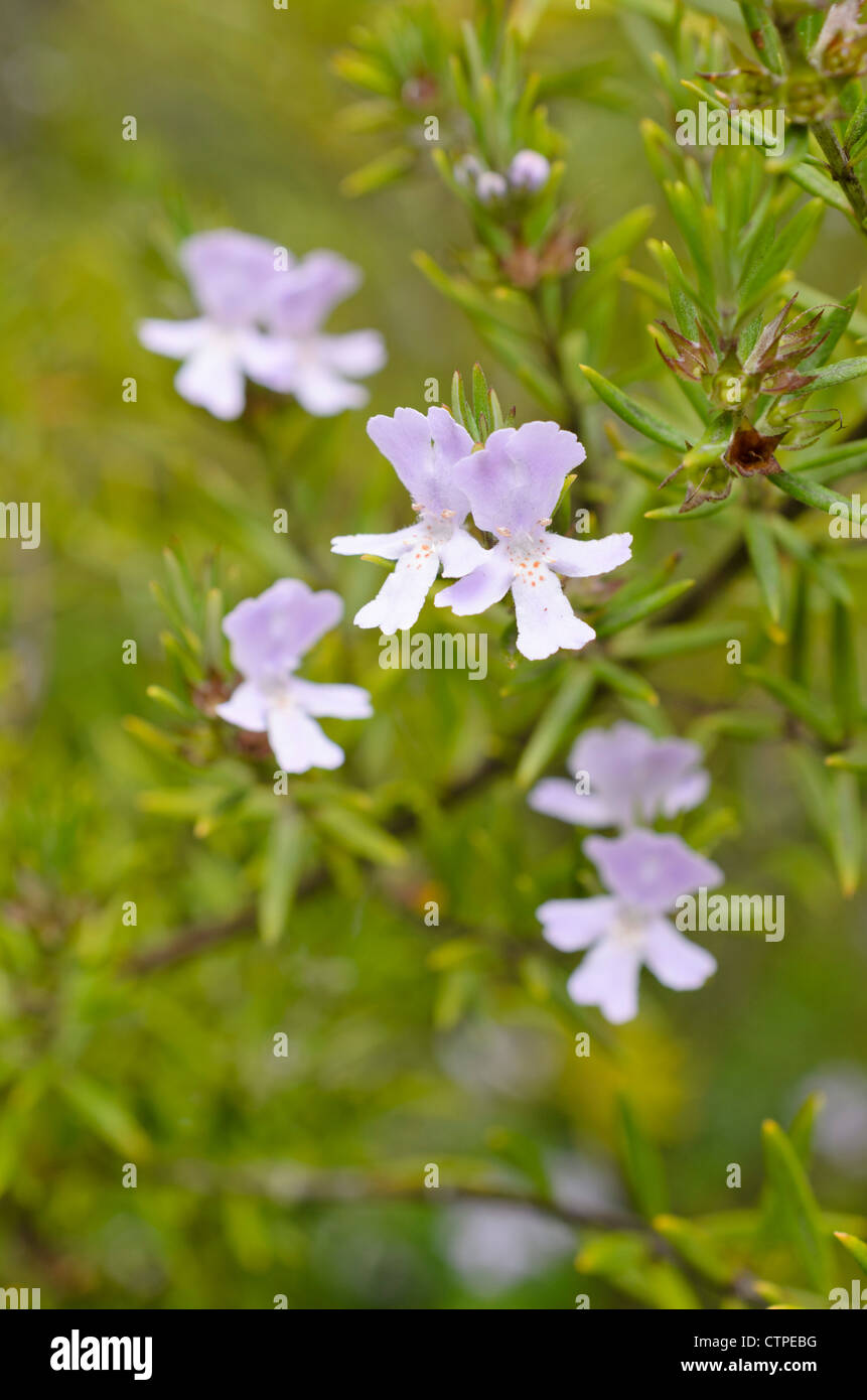 Westringia species hi-res stock photography and images - Alamy