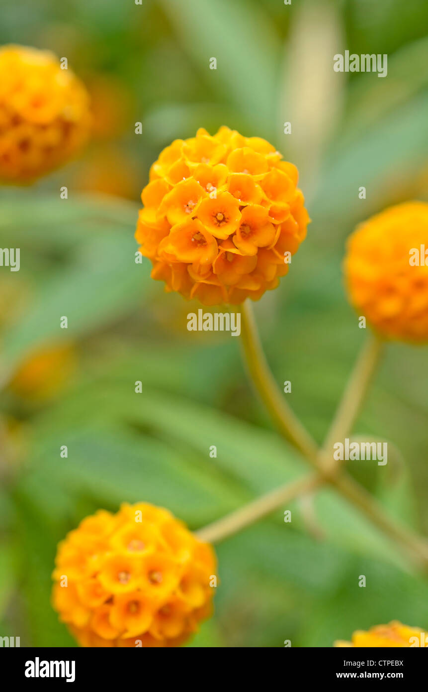Orange ball buddleja (Buddleja globosa Stock Photo - Alamy