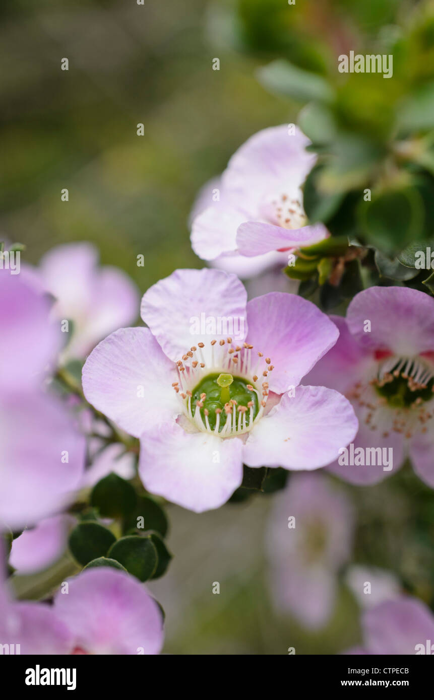 Round-leaved tea tree (Leptospermum rotundifolium Stock Photo - Alamy