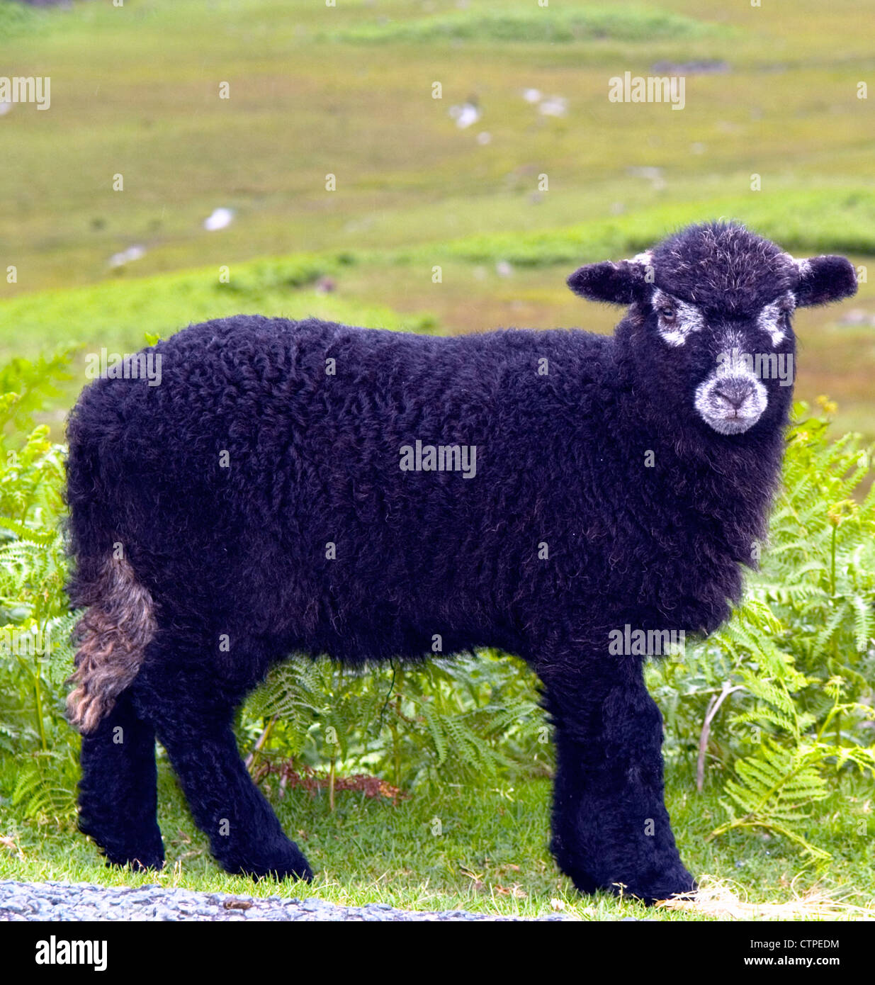 dark coated lamb standing on roadside Stock Photo - Alamy