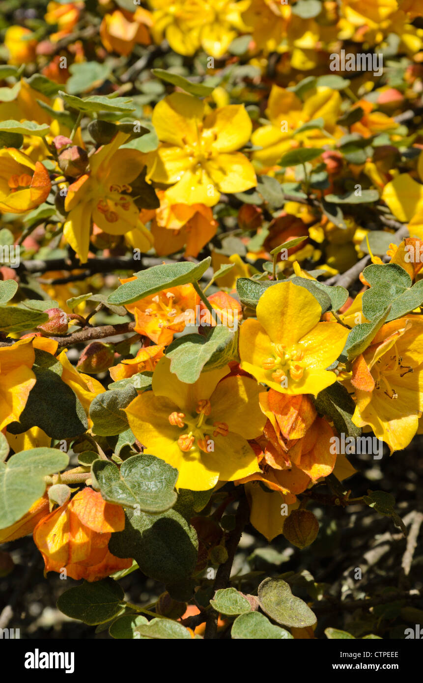 Flannelbush fremontodendron ken taylor hi-res stock photography and ...